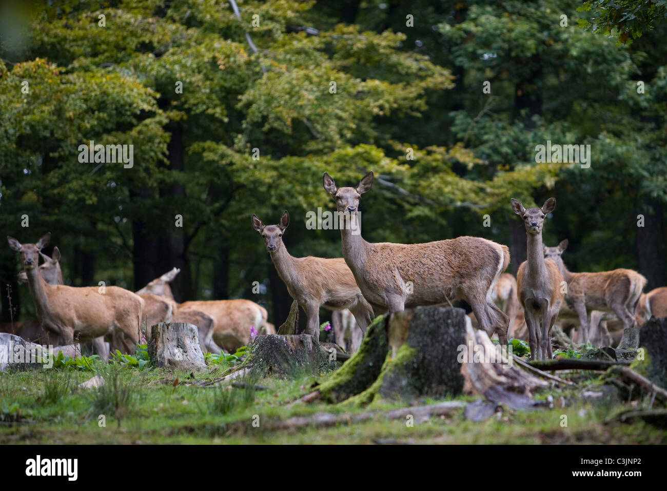 Rudeln hi-res stock photography and images - Alamy