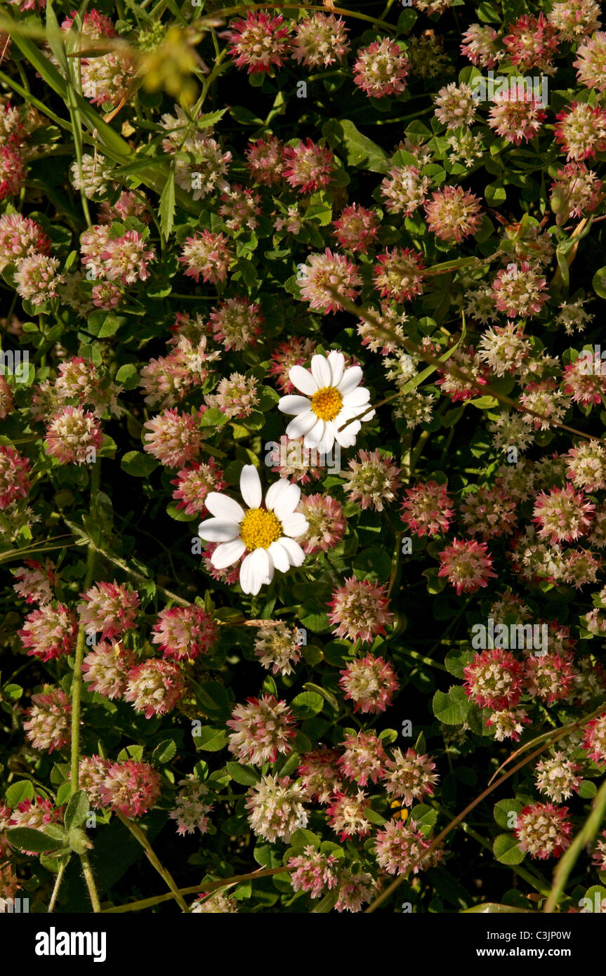 The wild flowers of the conservation wilderness of the Akamas Peninsula ...