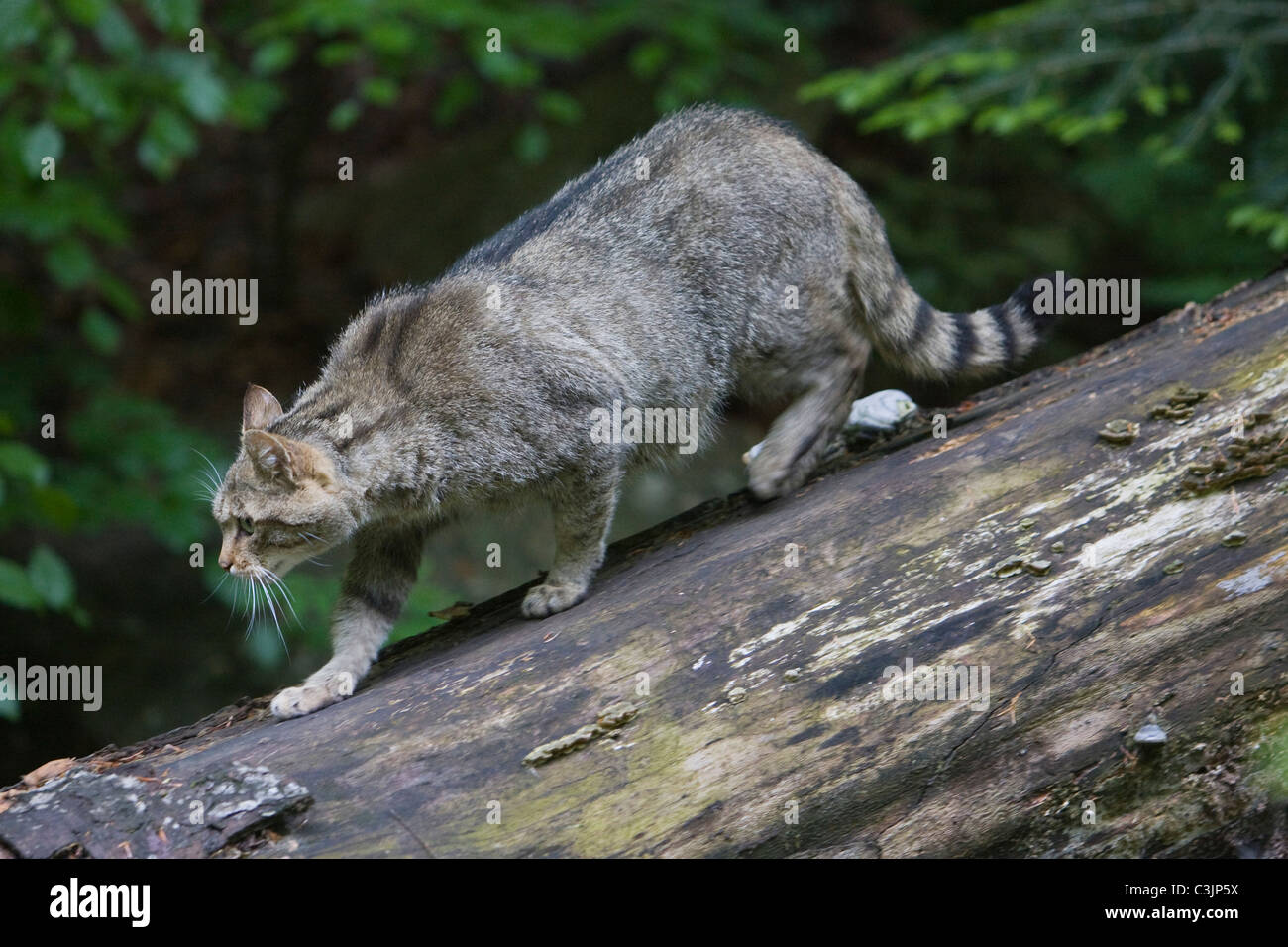 European wildcat forest wildcat felis hi-res stock photography and ...