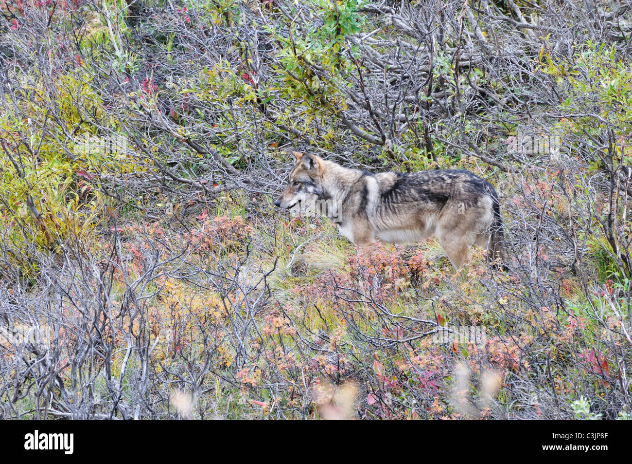 Wolf alaska hi-res stock photography and images - Alamy