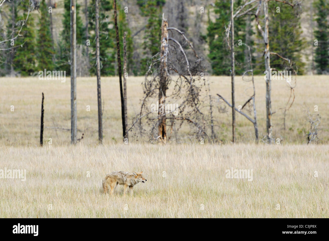 Canada, Alberta, Coyote in jasper national park Stock Photo - Alamy