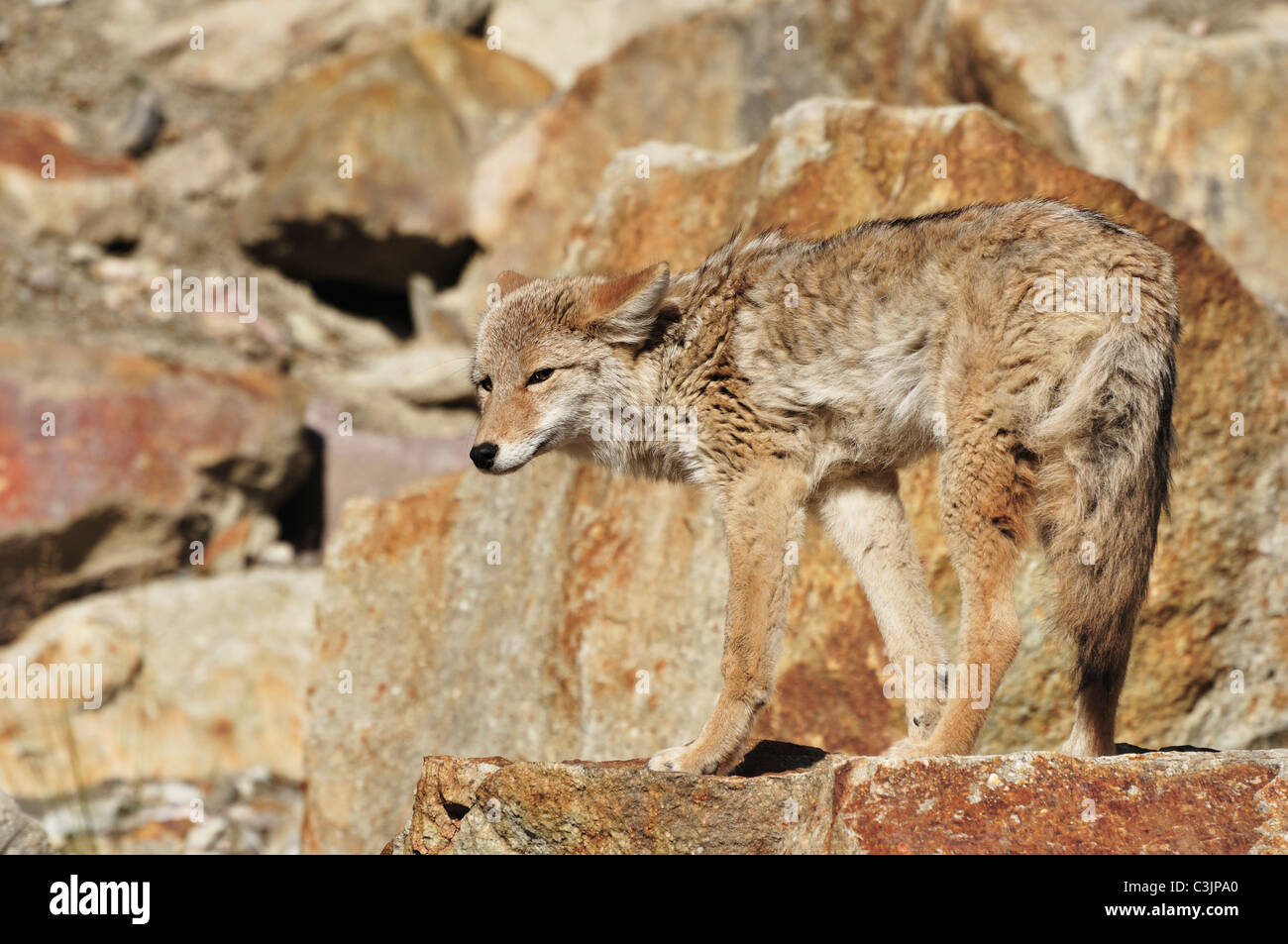 Canada coyote hi-res stock photography and images - Alamy