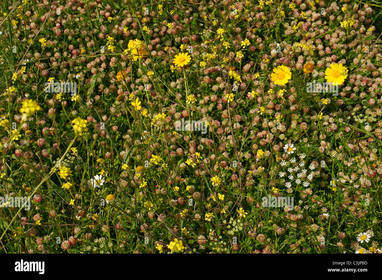 The wild flowers of the conservation wilderness of the Akamas Peninsula ...