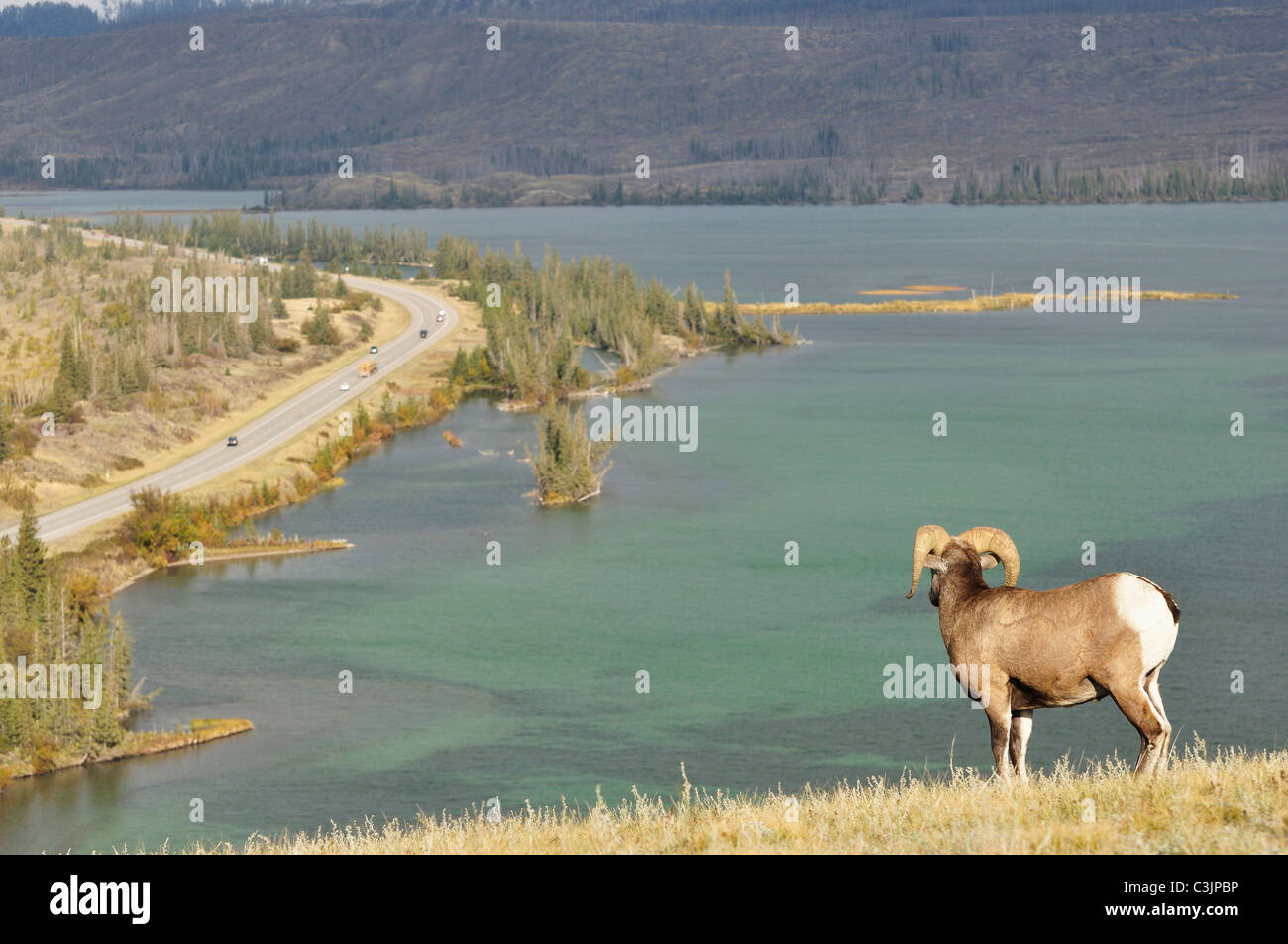 Canada, Alberta, Bighhorn sheep in jasper national park and yellowhead ...