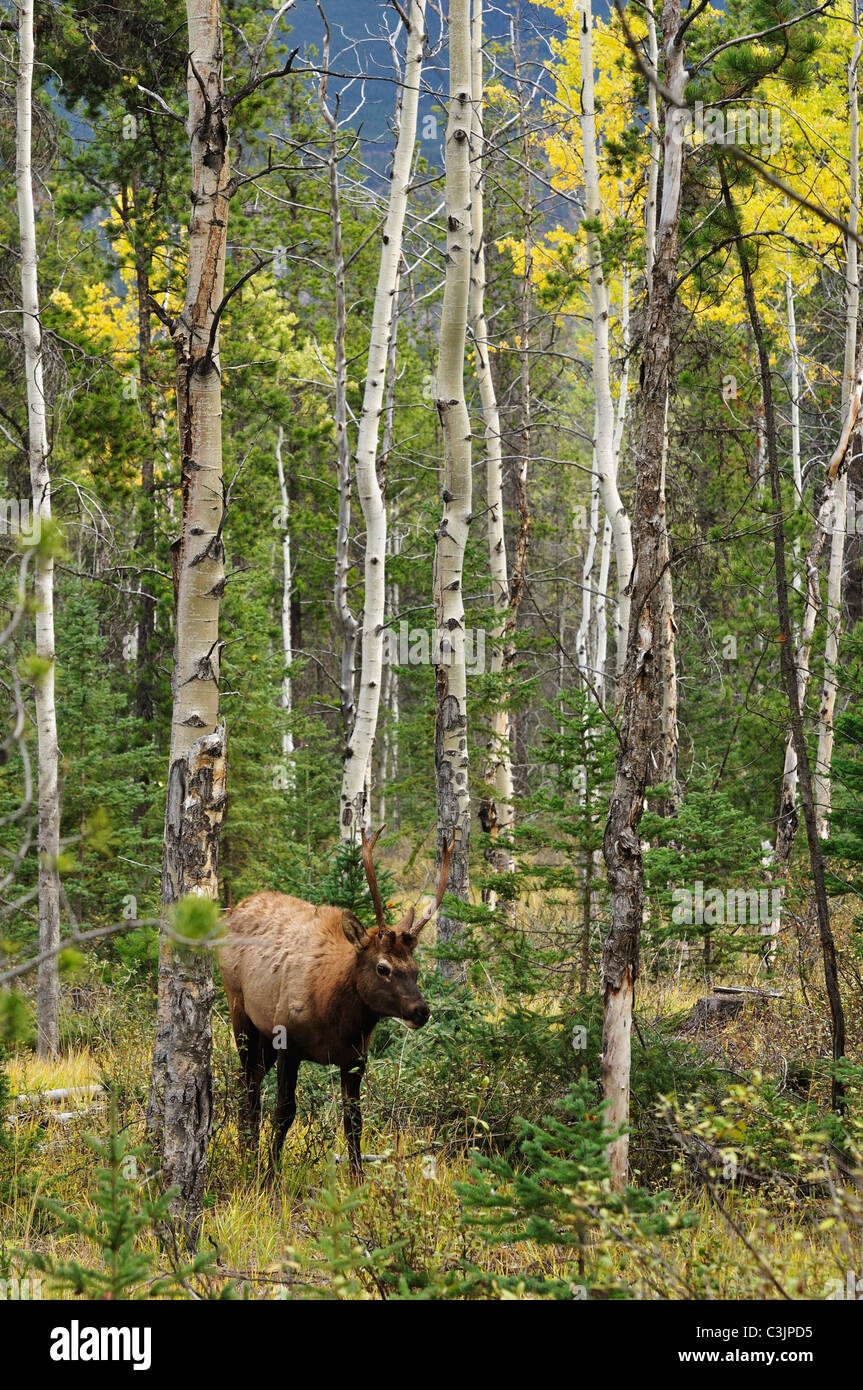 Canada, Alberta, Elk in jasper national park Stock Photo - Alamy