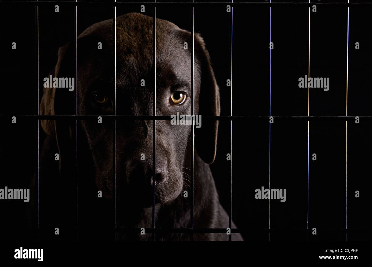 Labrador In Cage High Resolution Stock Photography and Images - Alamy