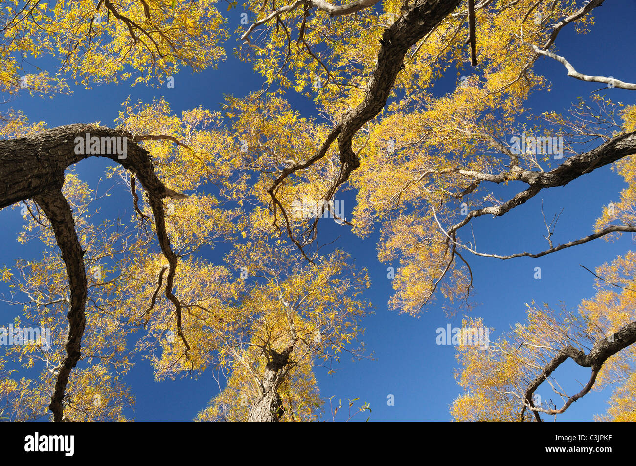 New Zealand, South Island, View of willow tree Stock Photo - Alamy