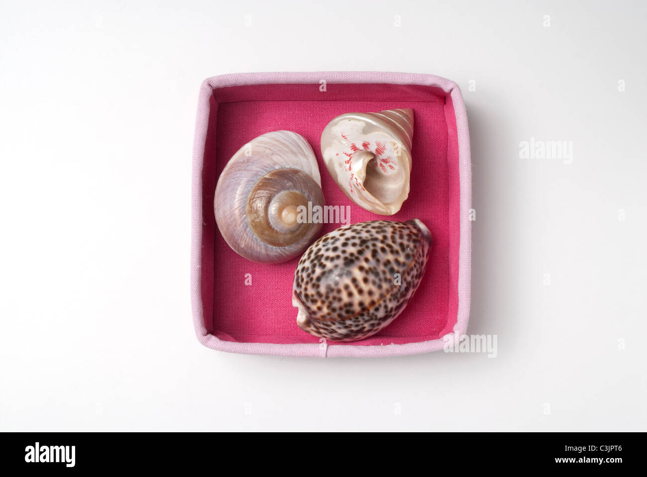 Sea shells in form hi-res stock photography and images - Alamy