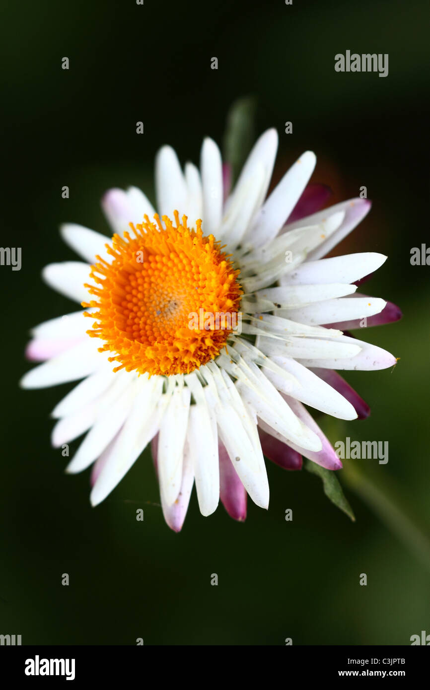 Solo white flower hi-res stock photography and images - Alamy