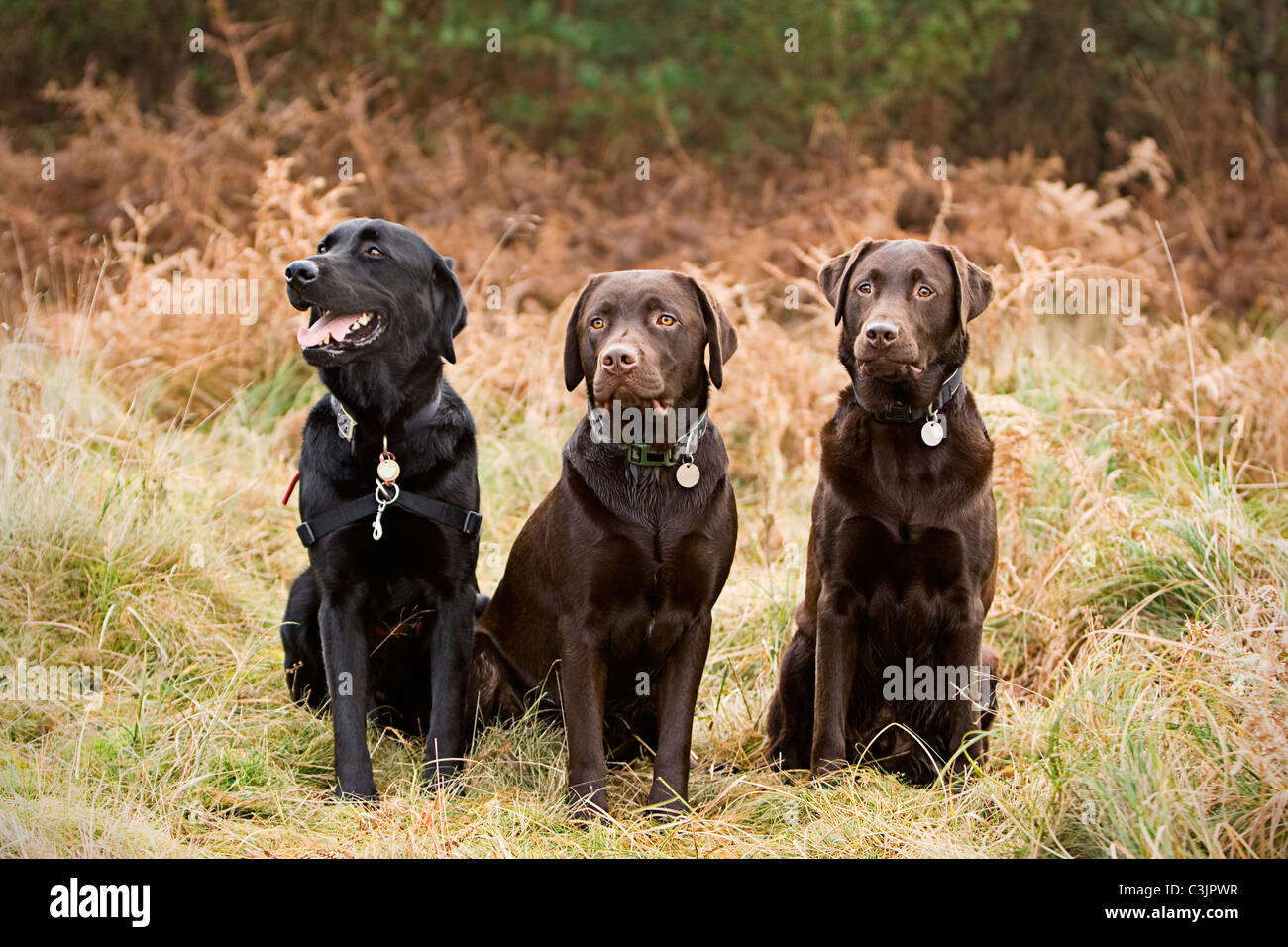 Portrait of three chocolate labradors Stock Photo - Alamy