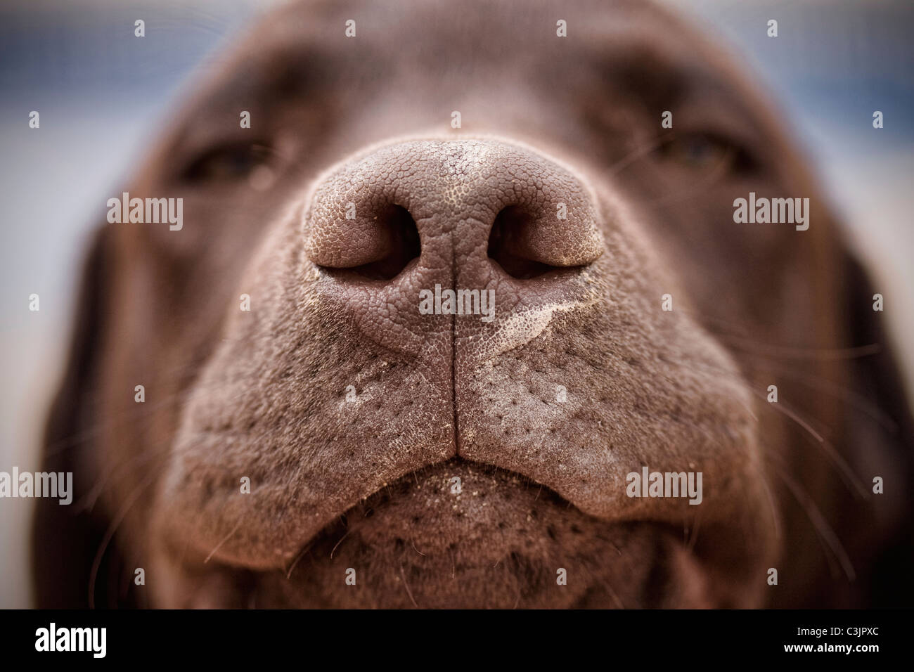 Chocolate labrador's nose Stock Photo - Alamy