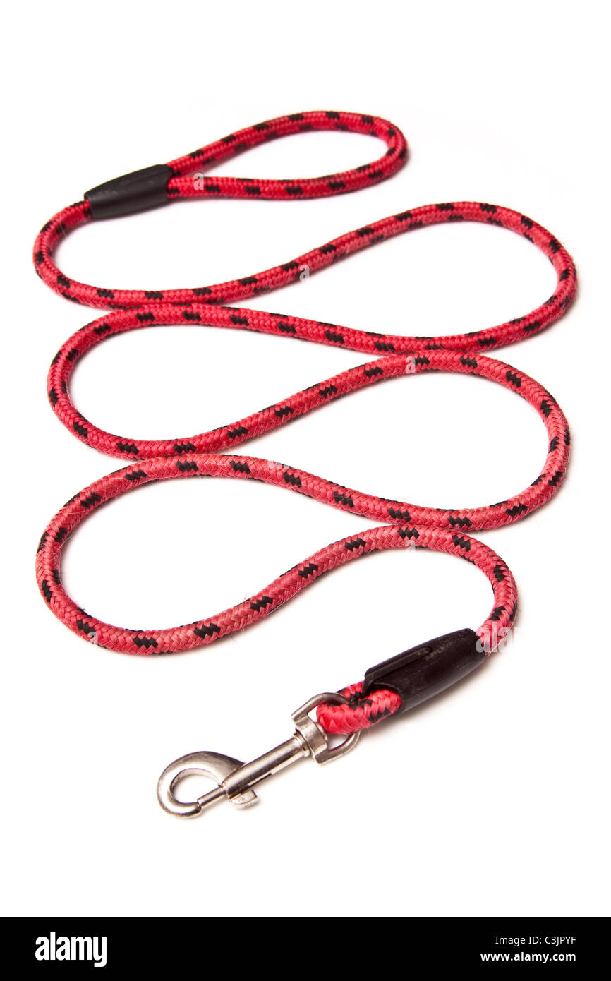 Dog Lead isolated on a white studio background Stock Photo - Alamy