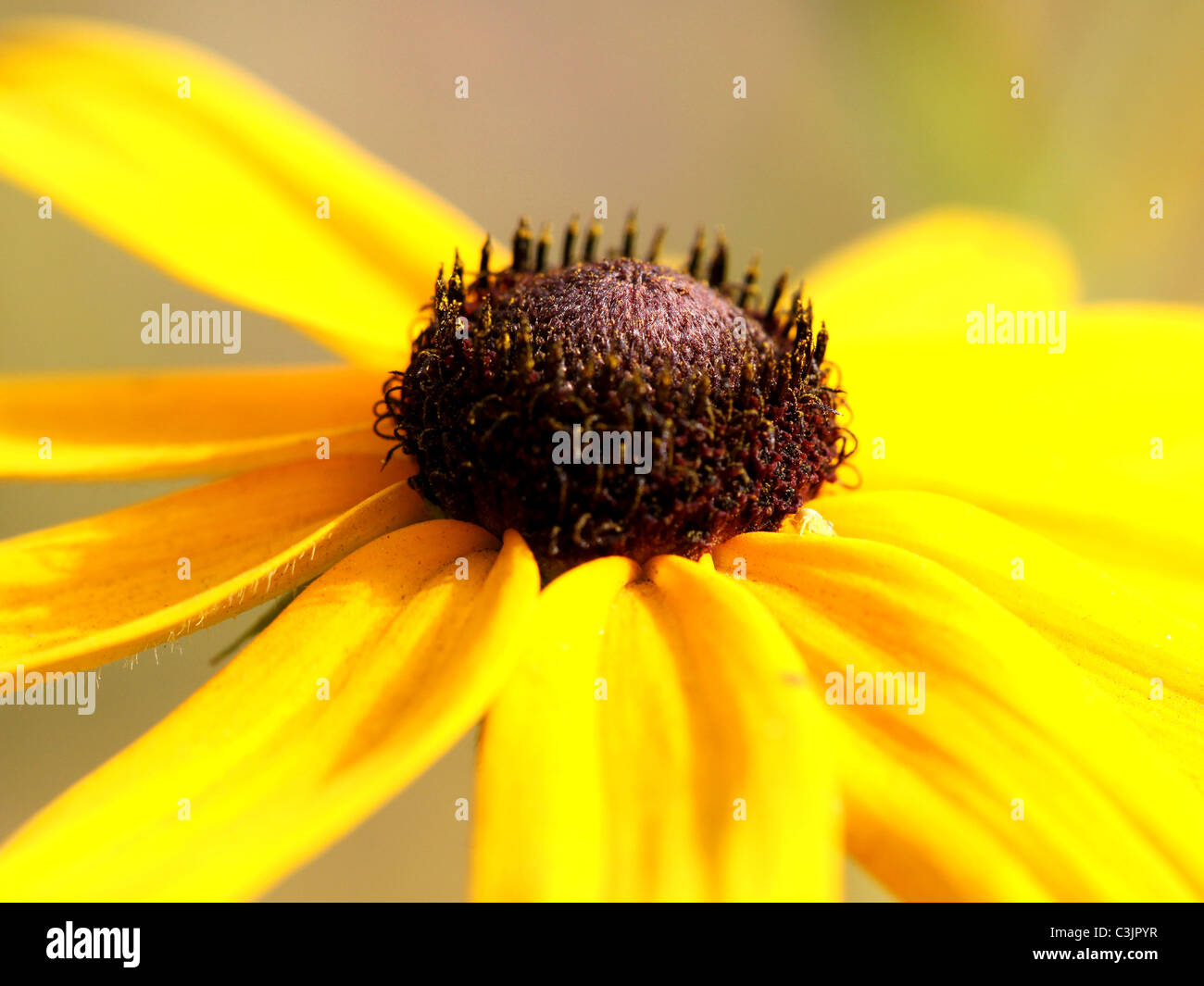 love yellow Egypt macro center Stock Photo - Alamy