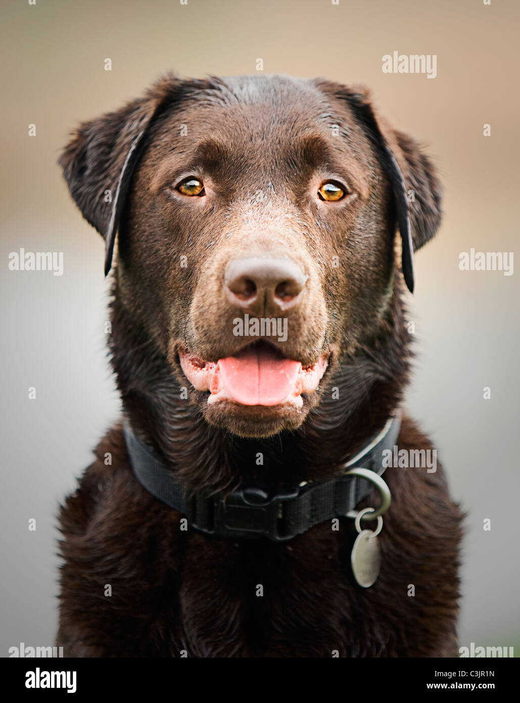 Portrait of chocolate labrador Stock Photo - Alamy