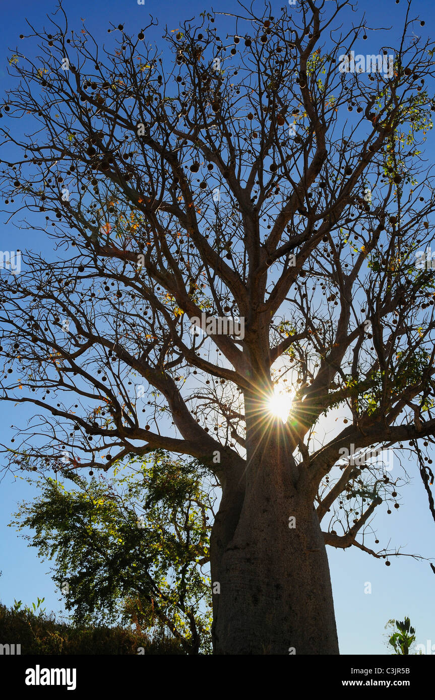 Australia, Western Australia, Kimberley, View of boab tree Stock Photo ...