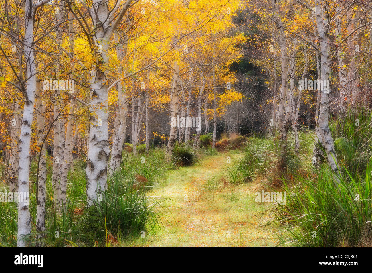 Rows Of Silver Birch High Resolution Stock Photography and Images - Alamy