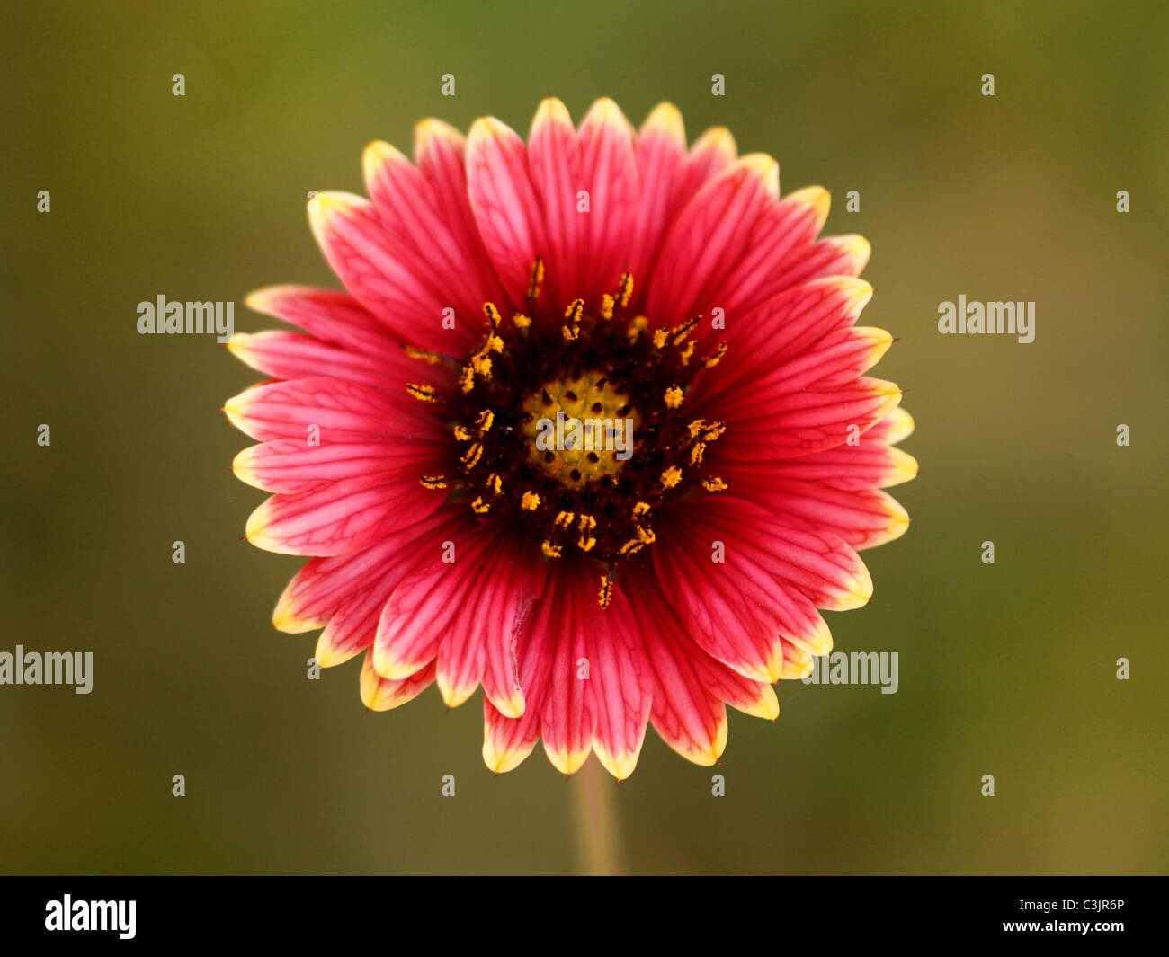 Red flower Stock Photo - Alamy