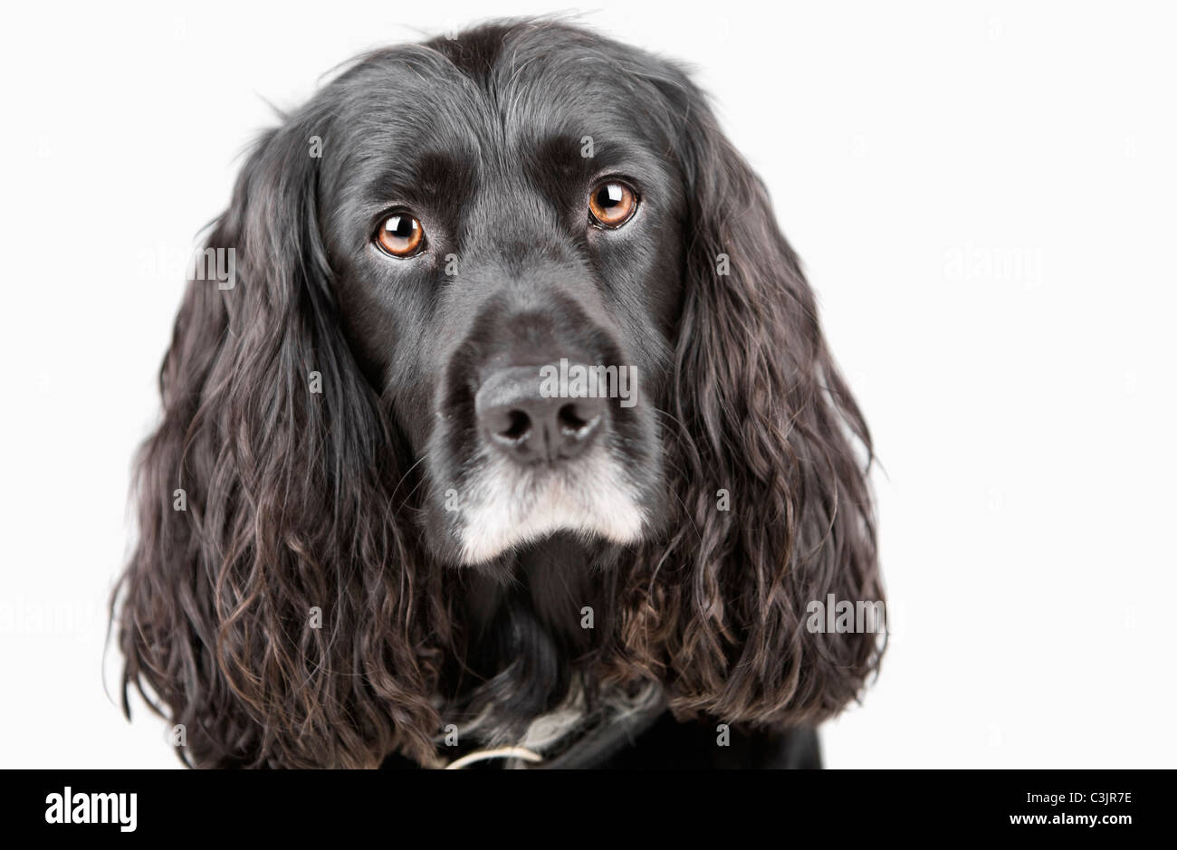 Studio portrait of cocker spaniel Stock Photo - Alamy