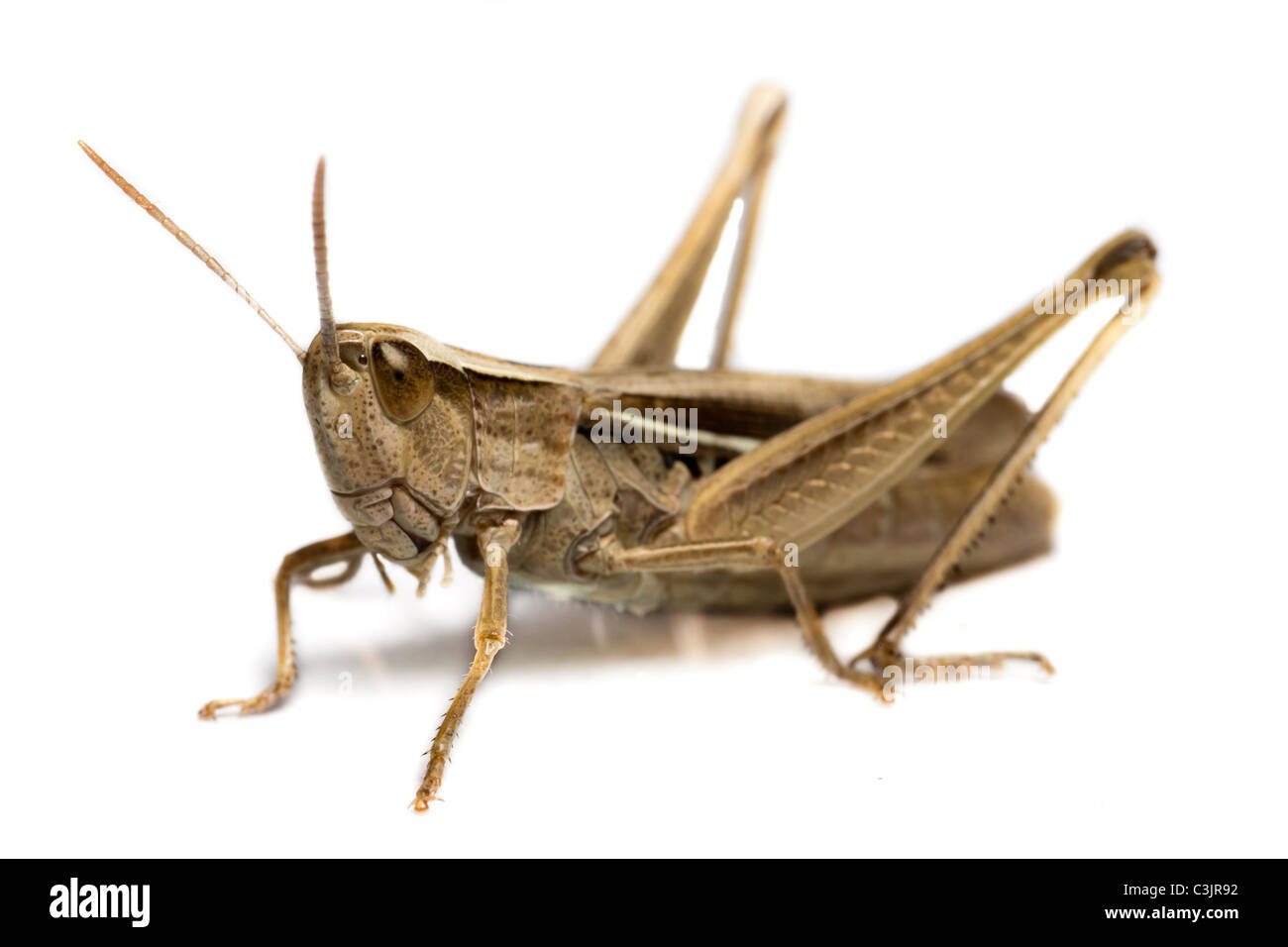 brown Grass Hopper on white background Stock Photo - Alamy