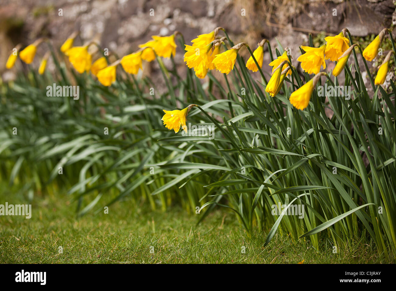 Daffodils in Oban, Western Scotland Stock Photo - Alamy