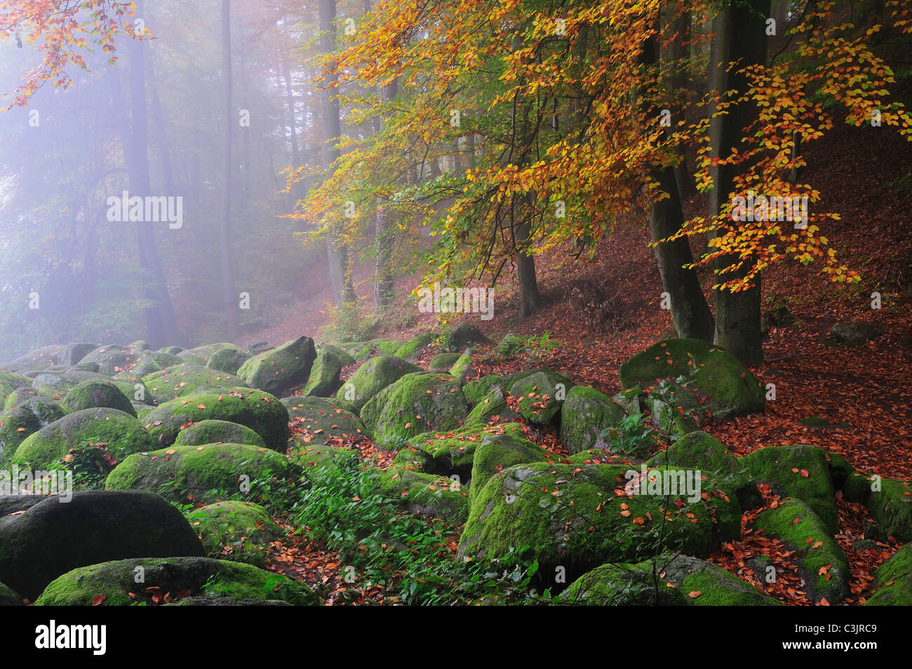 Europe, Germany, Hesse, View of rocks in forest Stock Photo - Alamy