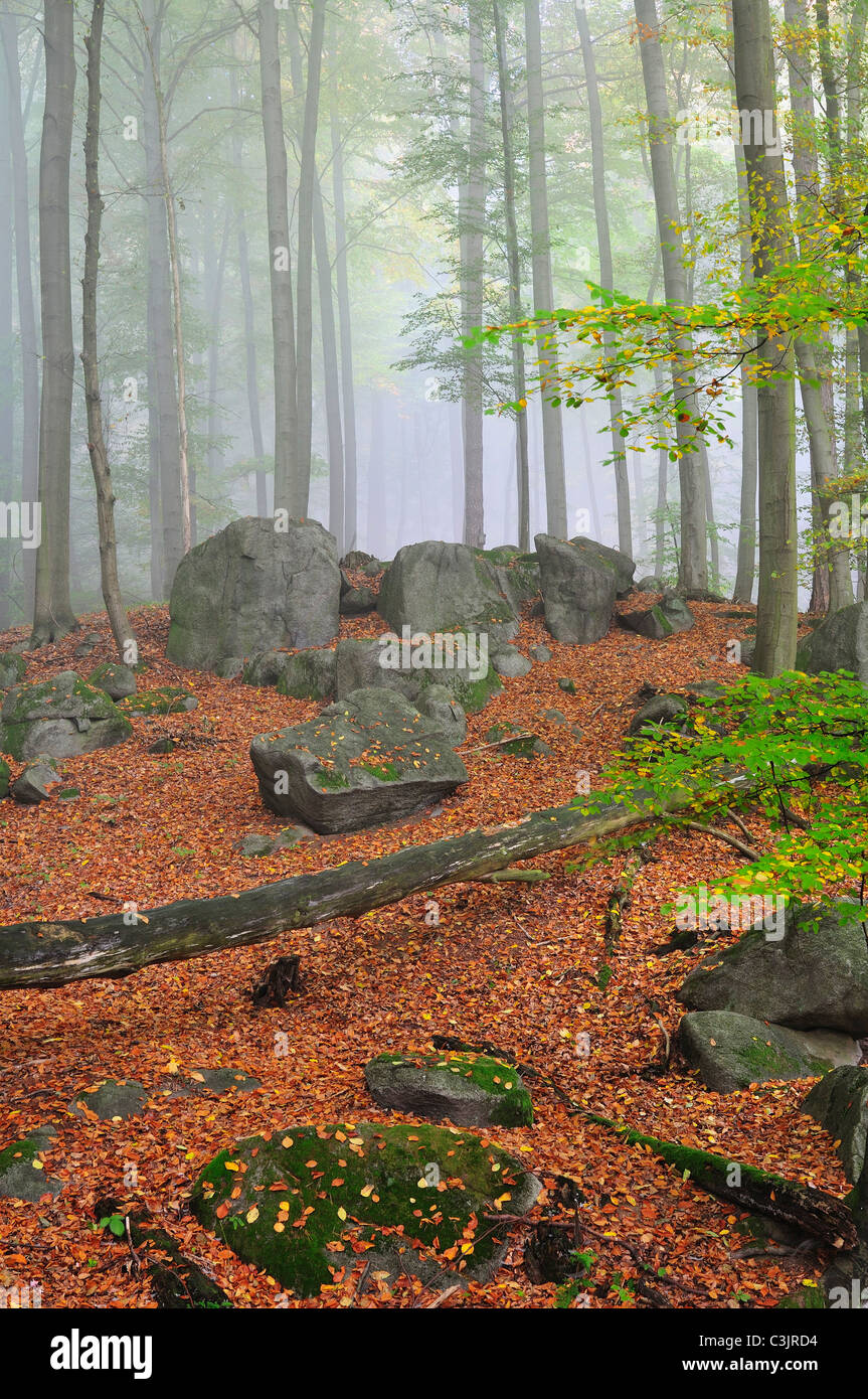 Europe, Germany, Hesse, View of foggy forest Stock Photo - Alamy