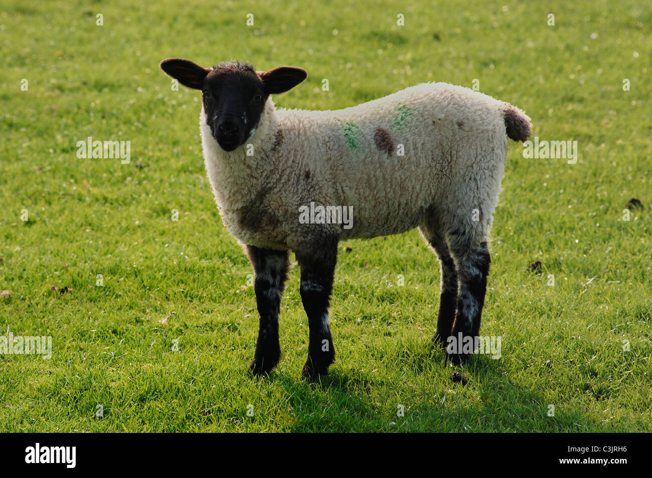 Lamb in a field Stock Photo - Alamy