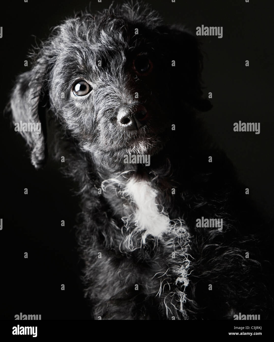 Jack a doodle hi-res stock photography and images - Alamy