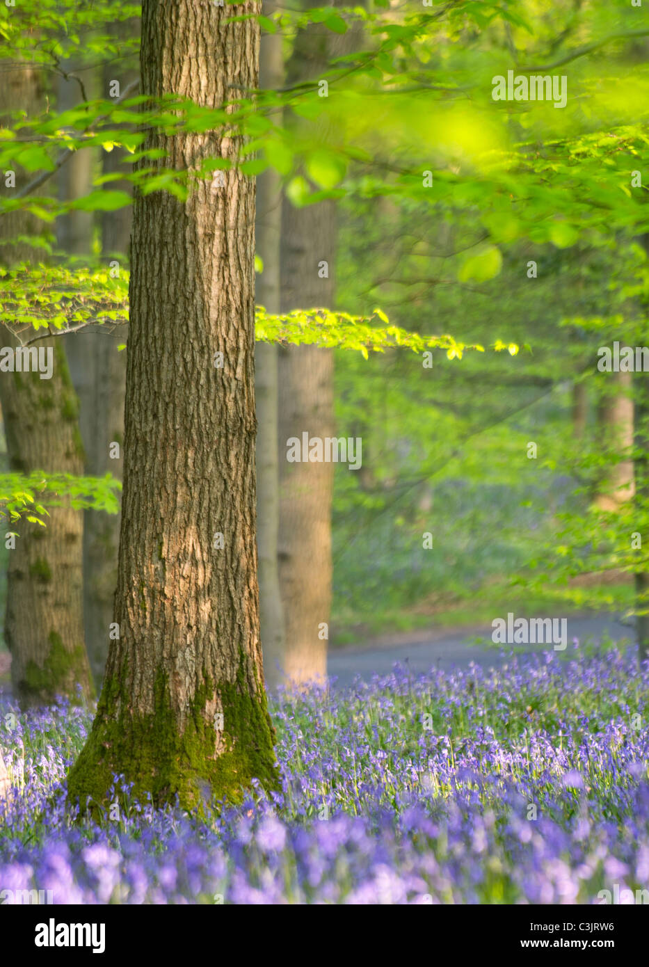 Bluebells spring wild flowers in hi-res stock photography and images ...