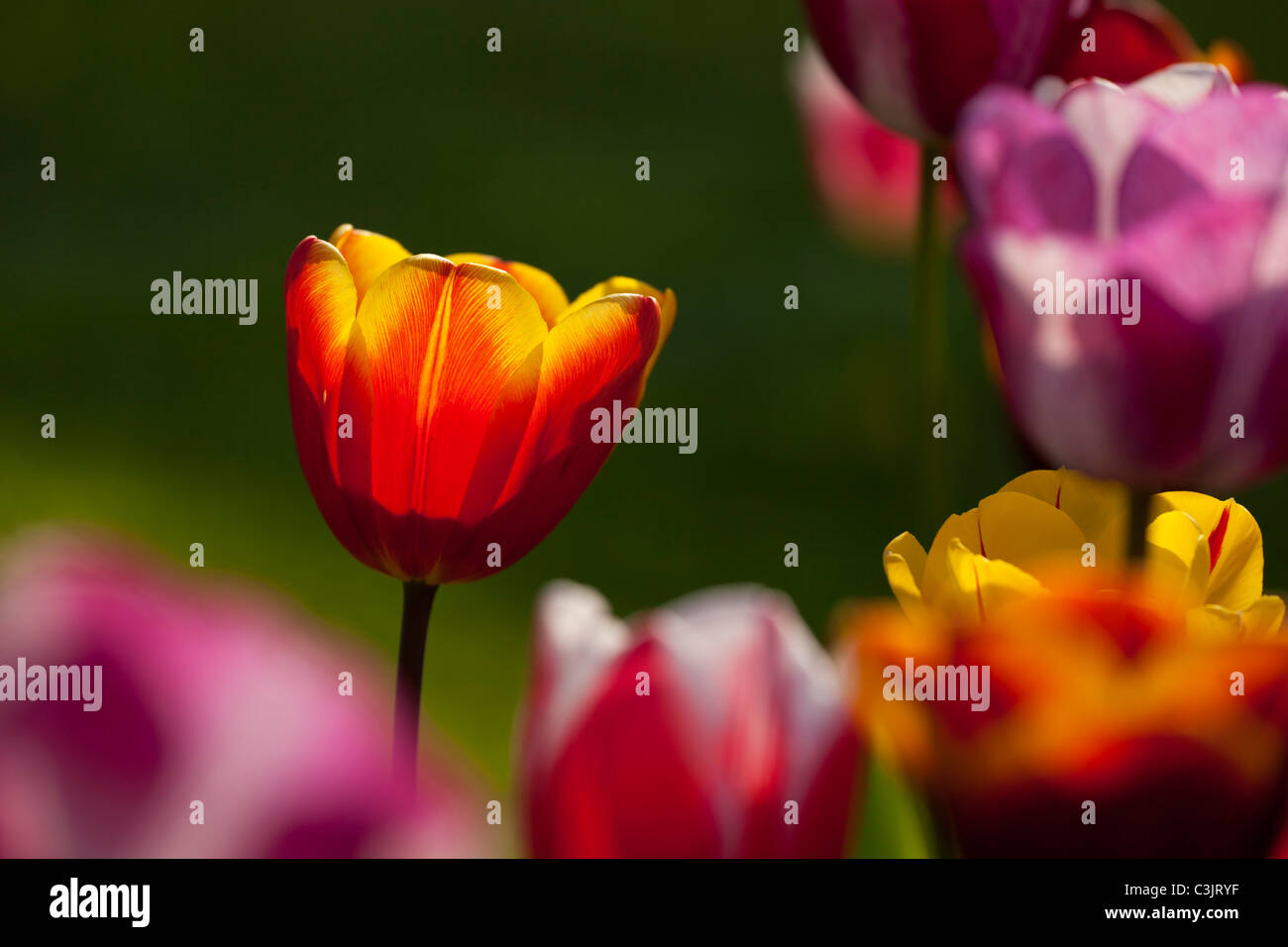 Back lit tulips hi-res stock photography and images - Alamy