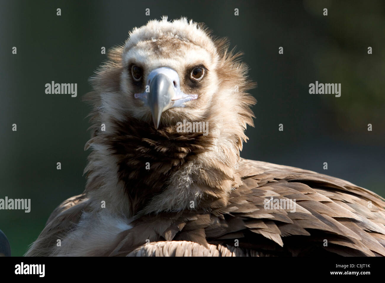 Moenchsgeier, Aegypius monachus, Monk vulture Stock Photo - Alamy
