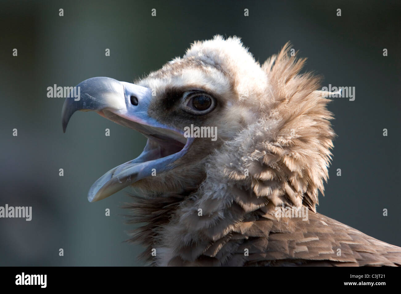 Moenchsgeier, Detail, Kopf, Aegypius monachus, Monk vulture Stock Photo ...