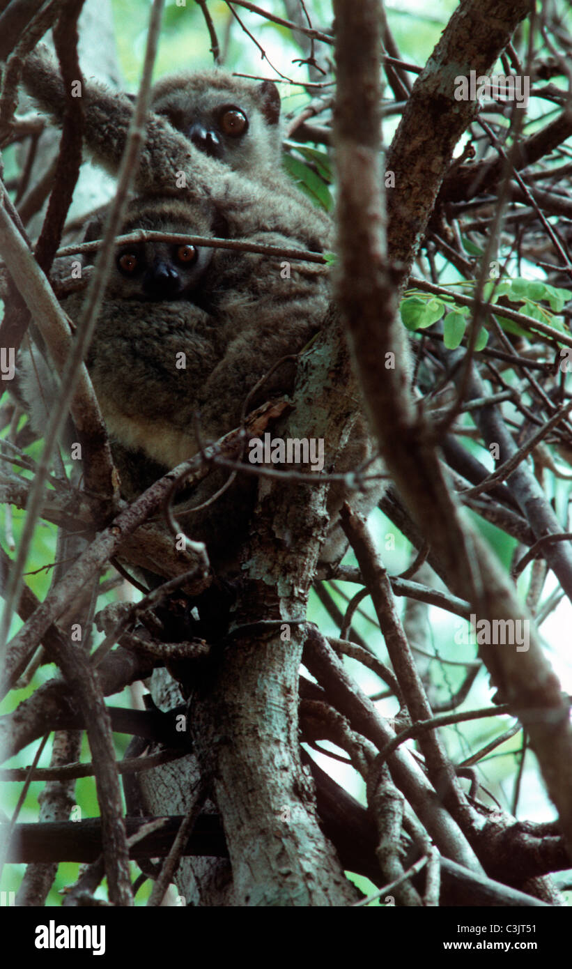 Western avahi lemur (Avahi laniger occidentalis: Lemuridae) mother and ...
