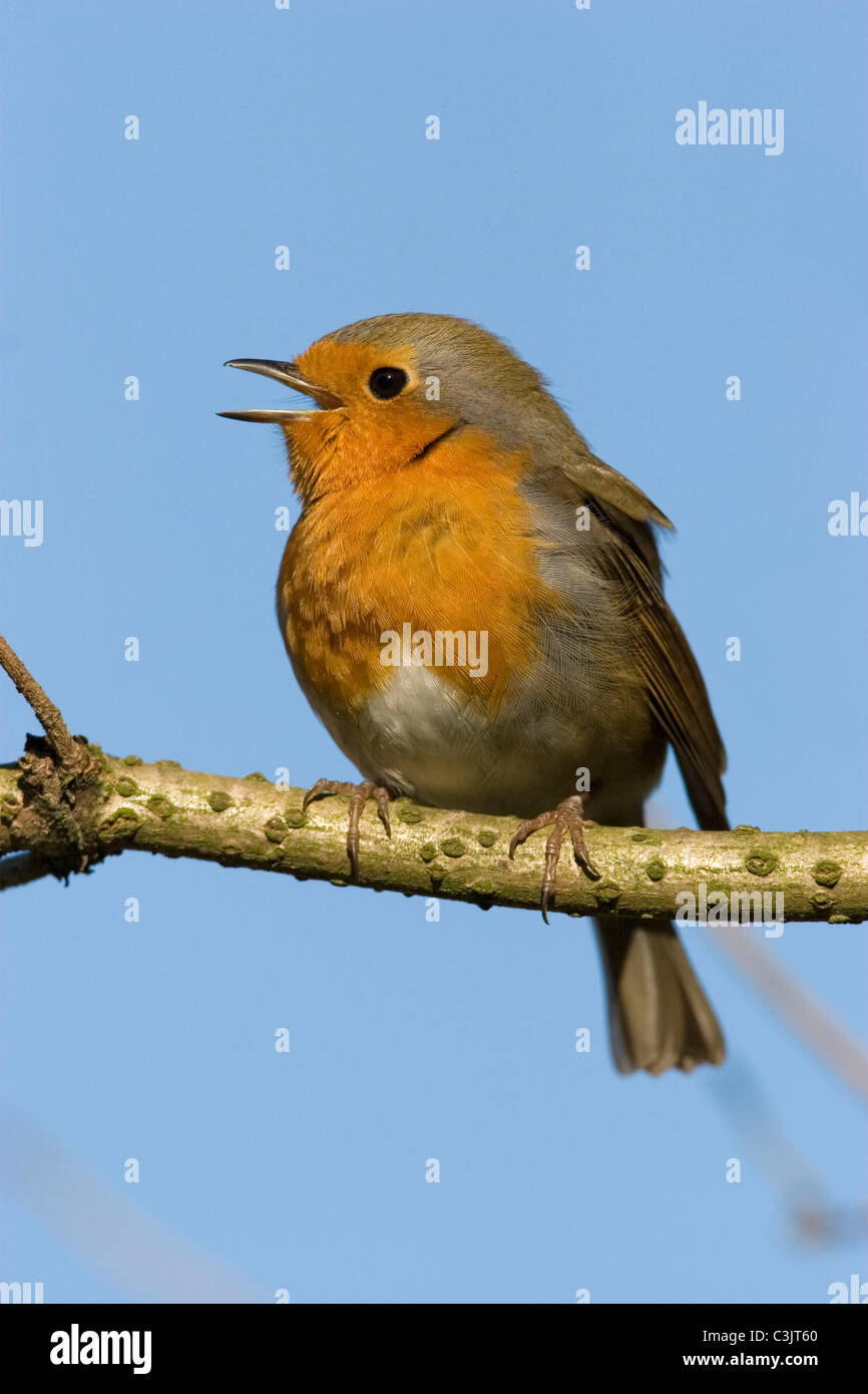 Rotkelchen, singendes, Erithacus rubecula, European robin, singing ...