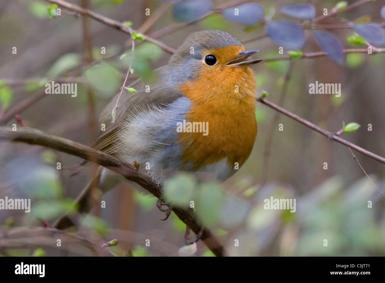 Rotkelchen, singendes, Erithacus rubecula, European robin, singing ...