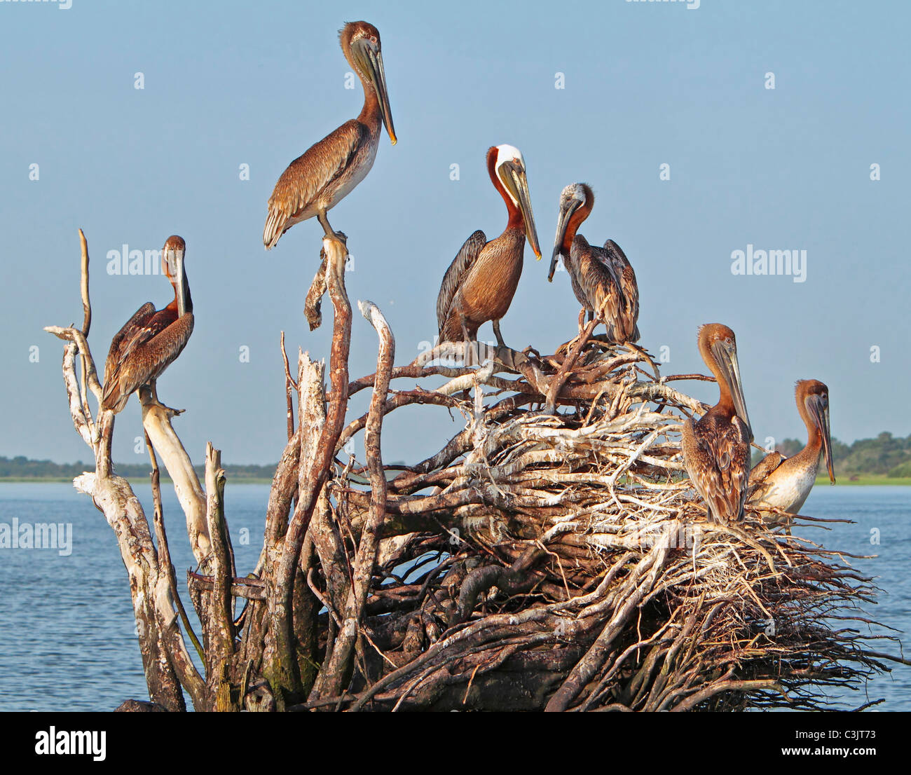 Roosting brown pelicans. chriskirkphotography.net Stock Photo - Alamy