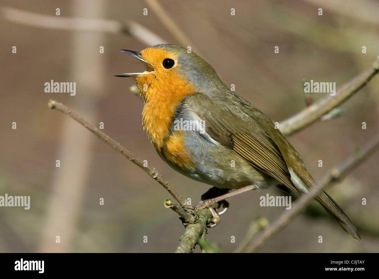 Rotkelchen, singendes, Erithacus rubecula, European robin, singing ...