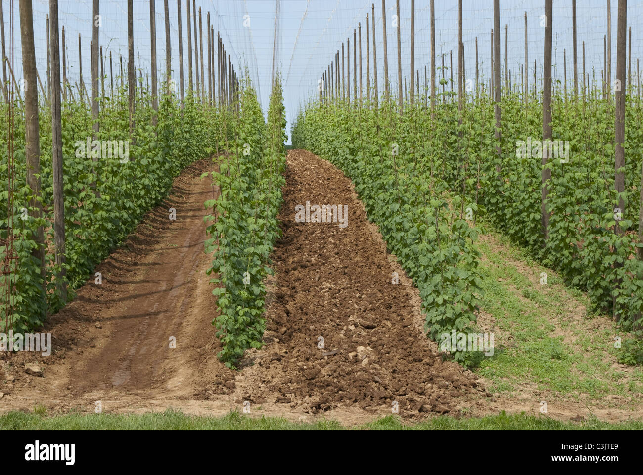 Hop seedlings hi-res stock photography and images - Alamy