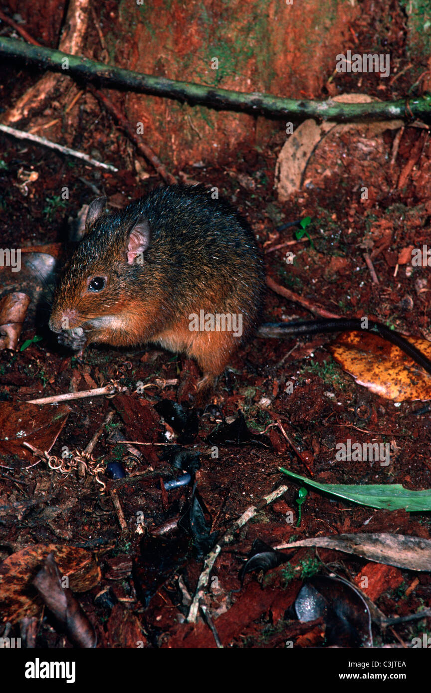 Nesomys rufus hi-res stock photography and images - Alamy