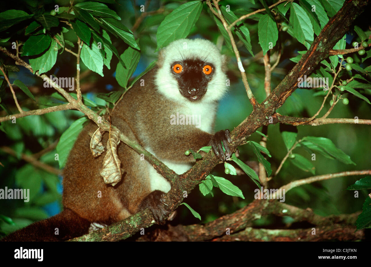 White-fronted brown lemur (Eulemur fulvus albifrons: Lemuridae), male ...