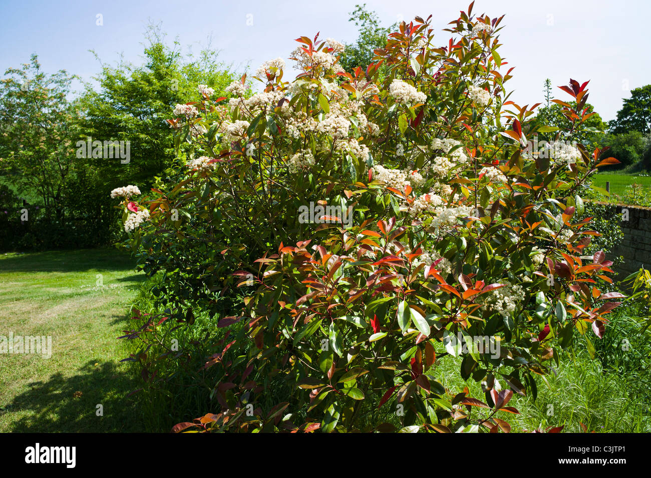 Photinia red robin shrub hi-res stock photography and images - Alamy