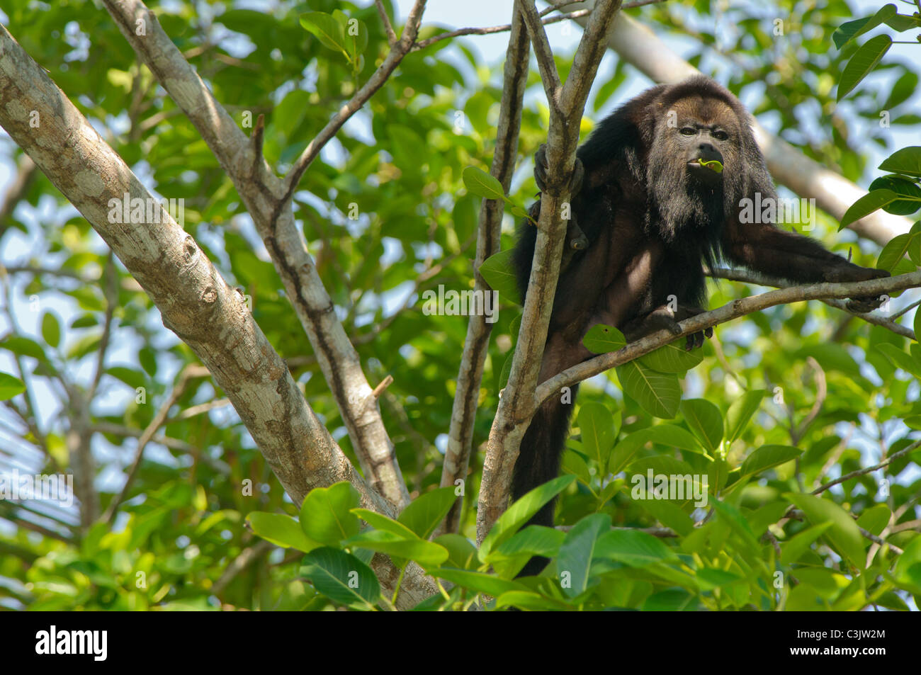 A male Yucatan black howler monkey (Alouatta pigra) enjoys a leaf while ...