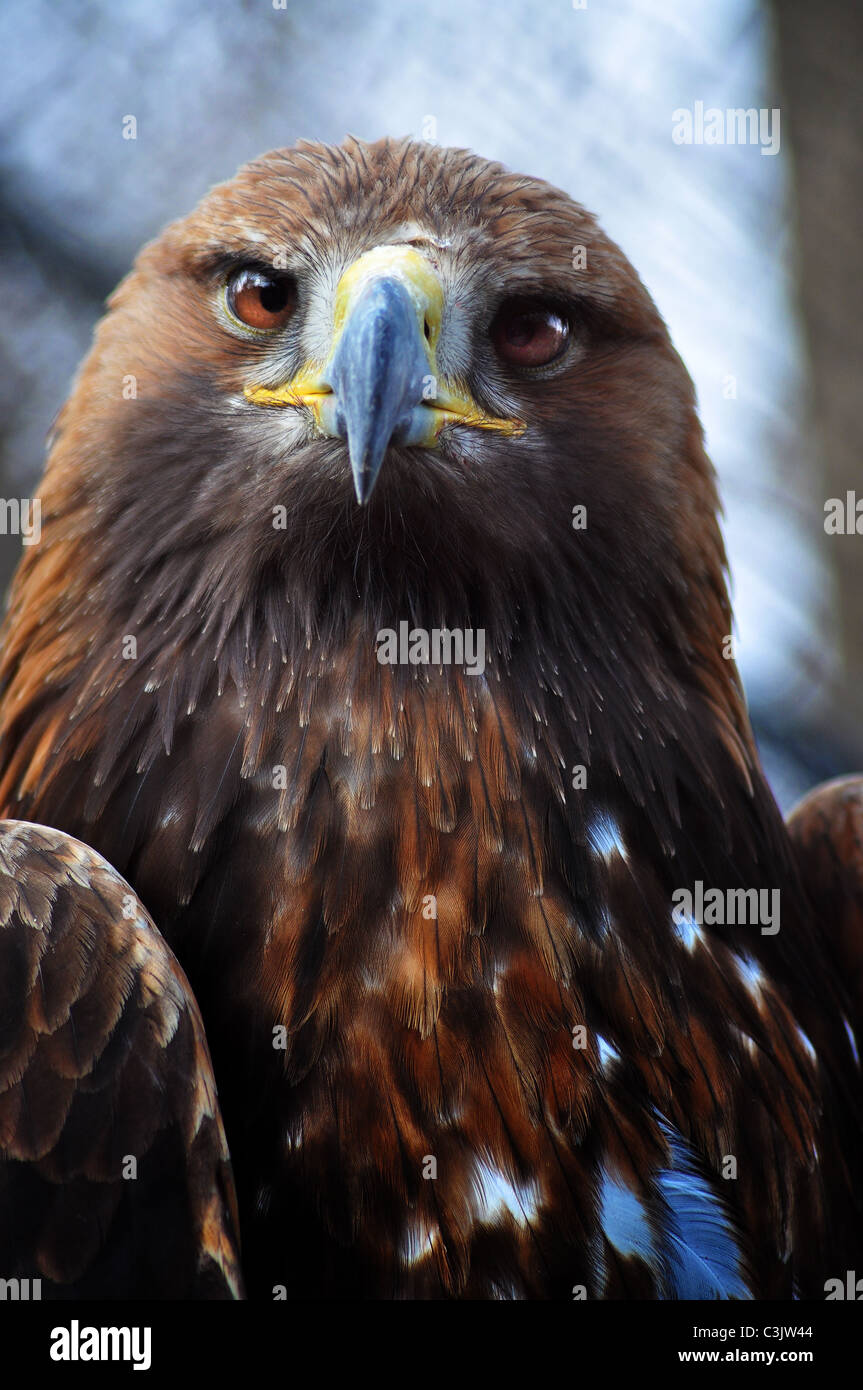 Beautiful grown golden eagle, close up portrait Stock Photo - Alamy
