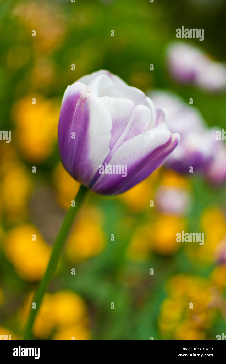 Beautiful tulip petals in spring time Stock Photo - Alamy
