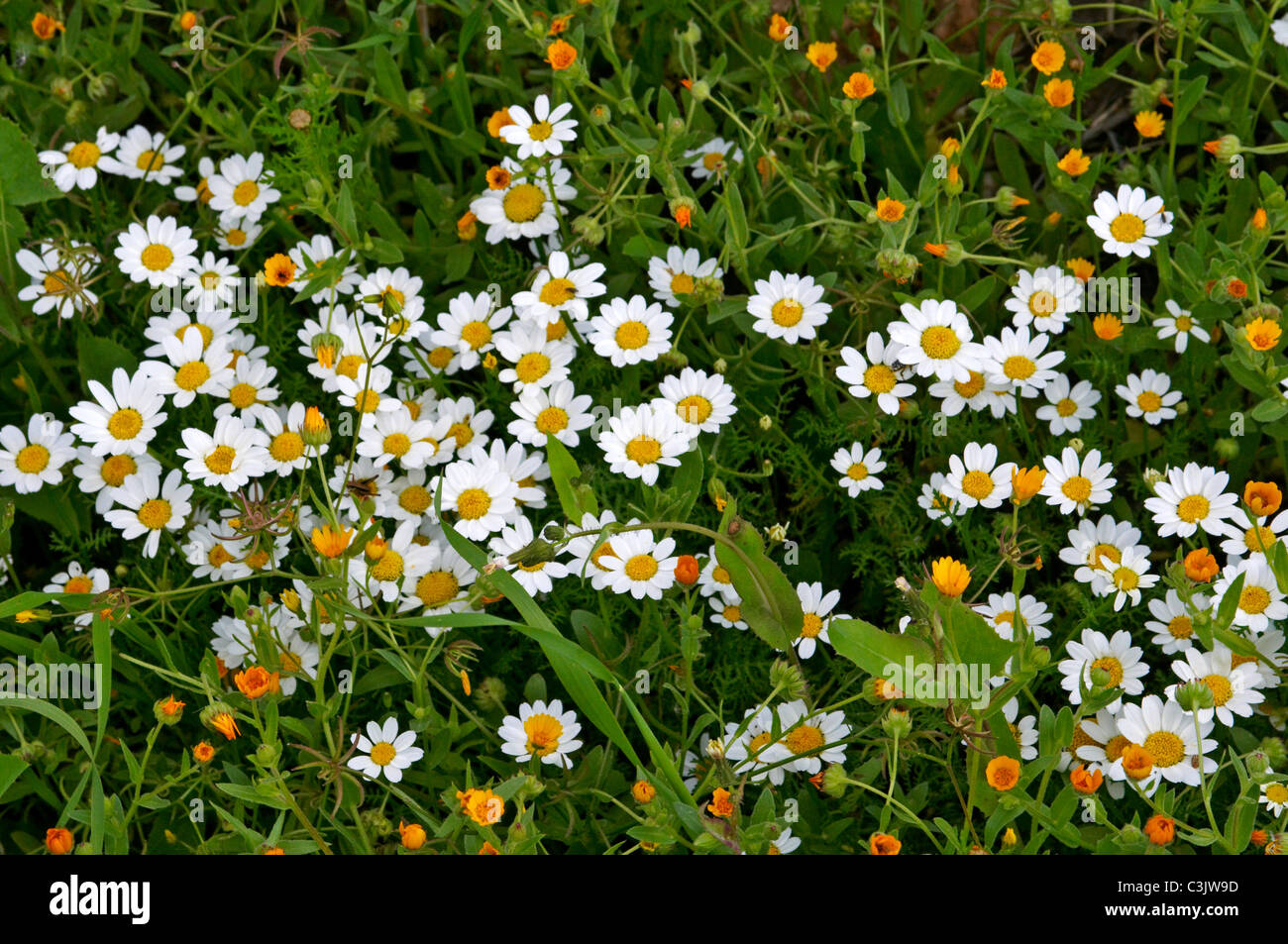 The wild flowers of the conservation wilderness of the Akamas Peninsula ...