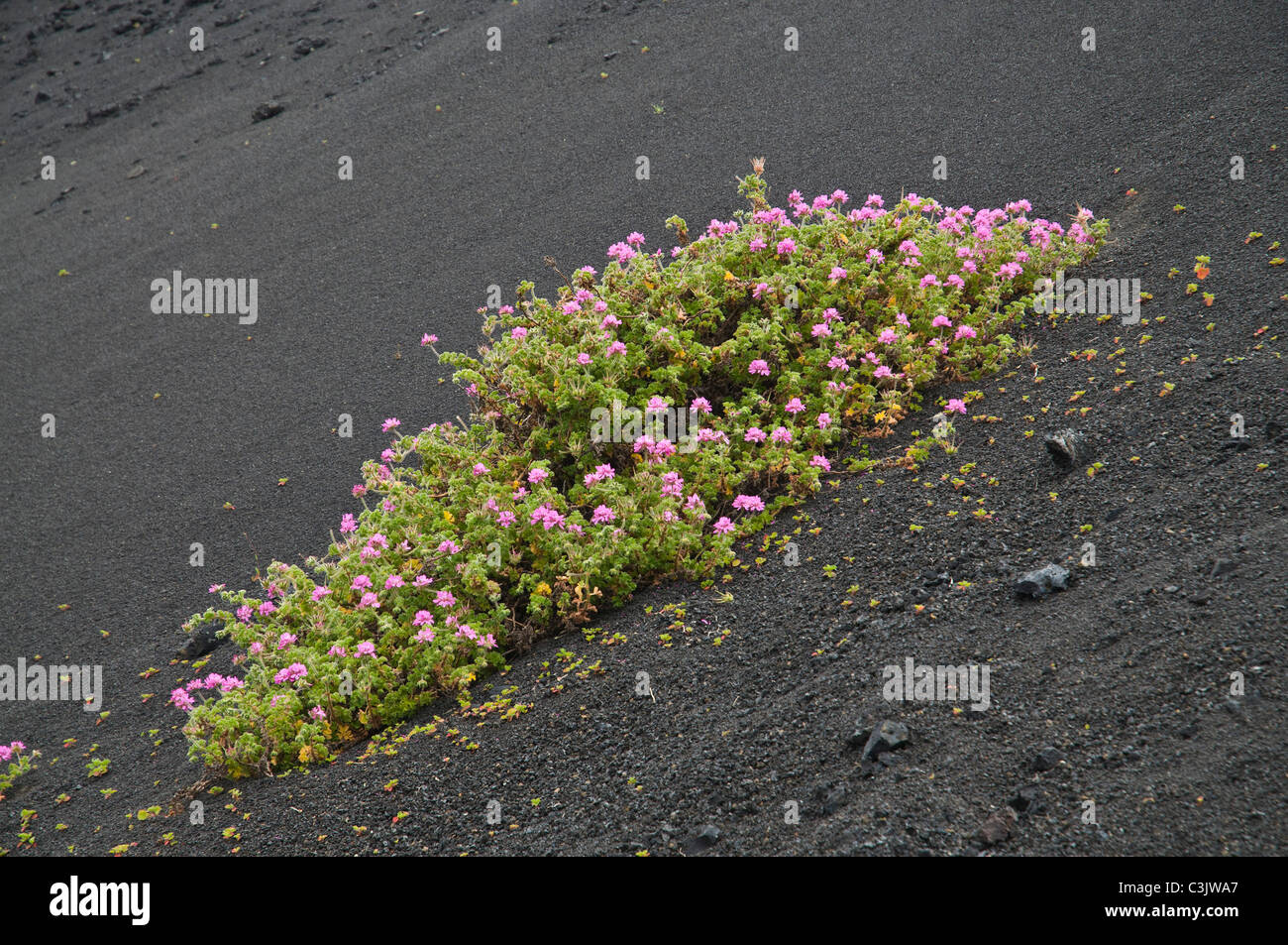 Lava volcano plant hi-res stock photography and images - Alamy