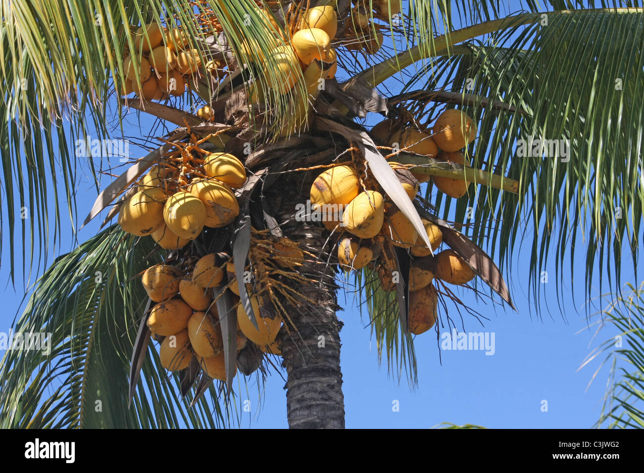 Palm tree in Mauritius Stock Photo - Alamy