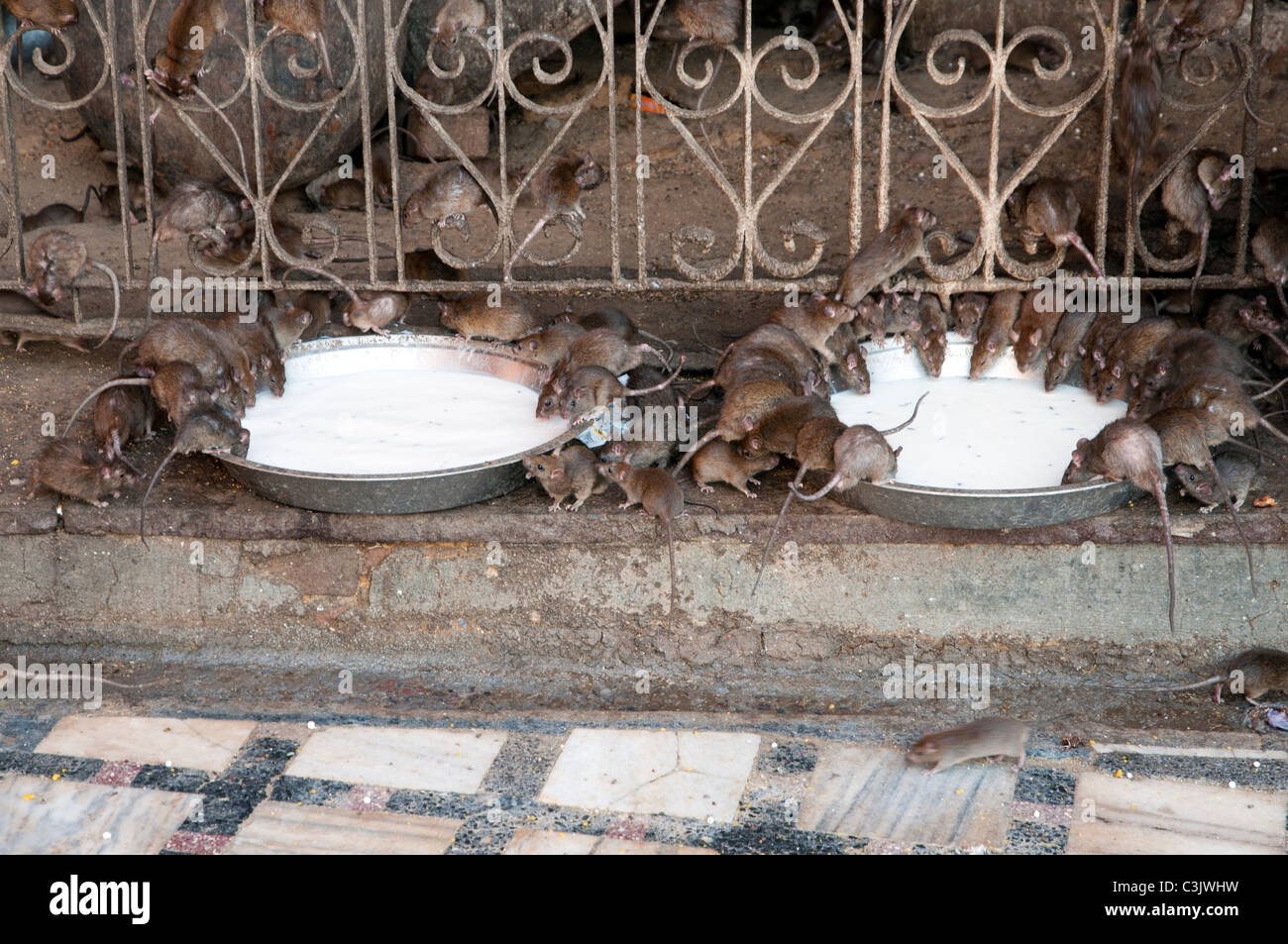 Rats in the famous rats temple of Karni Mata, Bikaner Stock Photo - Alamy