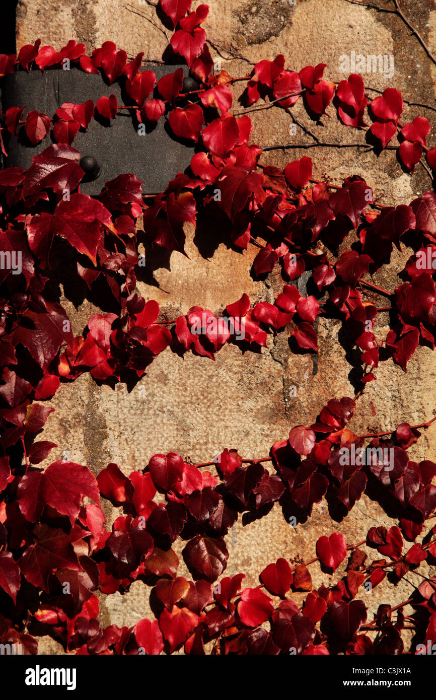 Red climbing ivy hi-res stock photography and images - Alamy
