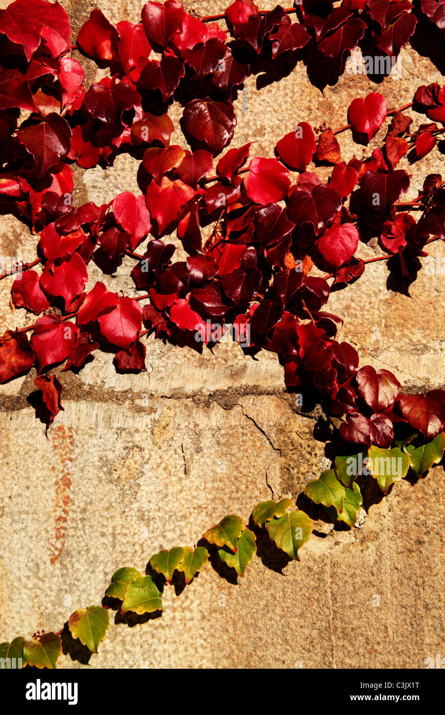 Red climbing ivy hi-res stock photography and images - Alamy